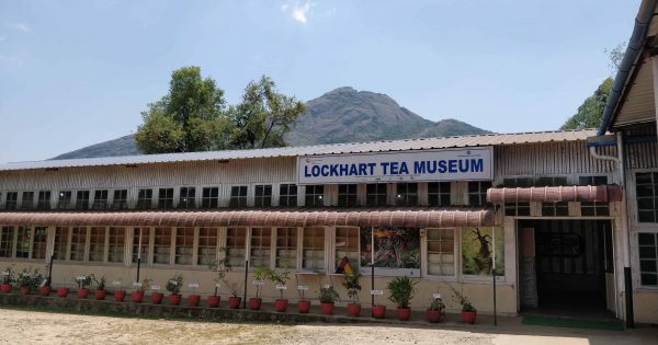 Lockhart Tea museum | Blue Bird Travels